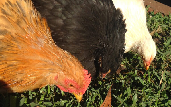 Grass Roots Magazine | Sustainability | Urban Farming | Home - Grass ...